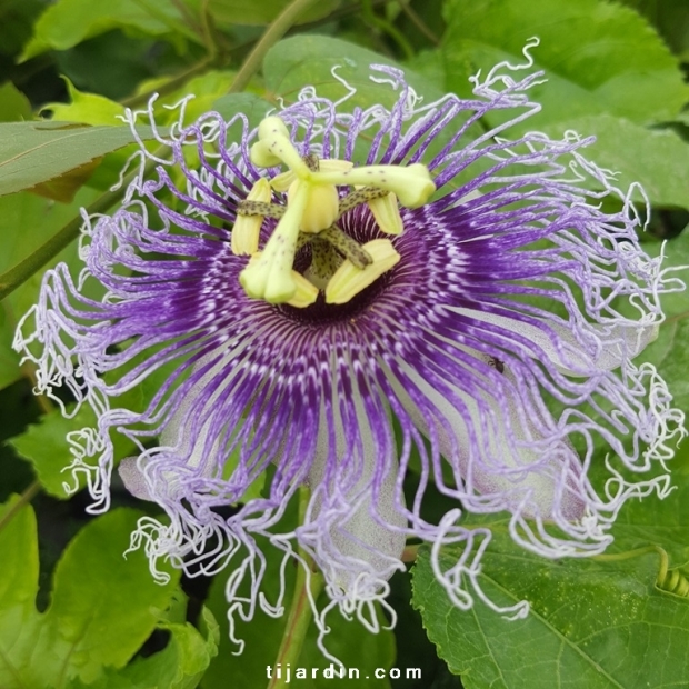 Passiflore Edulis : fleur tropicale & Fruits de la Passion - Tijardin