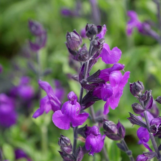 Sauge arbustive Greggi Mirage - Tijardin