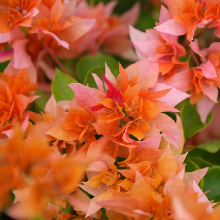 Bougainvillier 'Double Orange' : fleurs doubles oranges - Tijardin