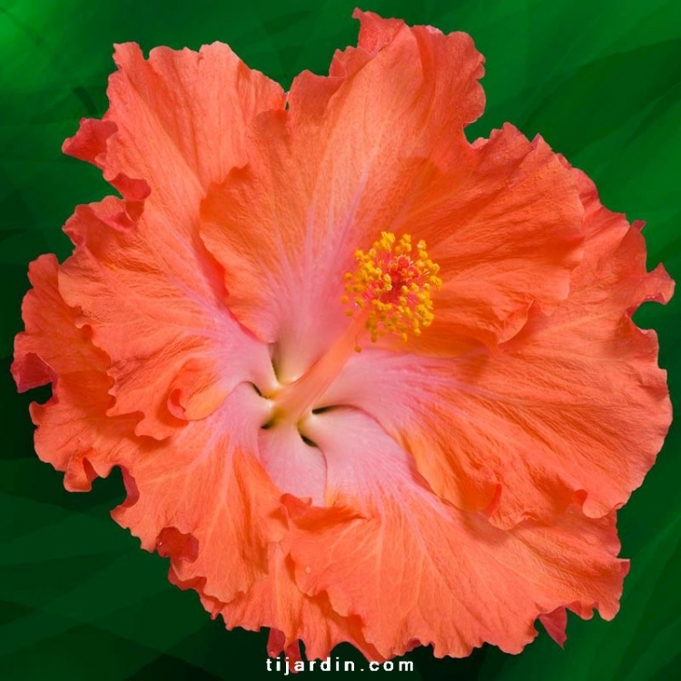 Hibiscus Rosa Sinensis Arizona