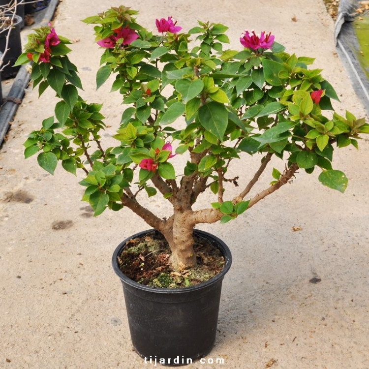 Bougainvillier 'Mini Thaï' : compact miniature rose clair - Tijardin