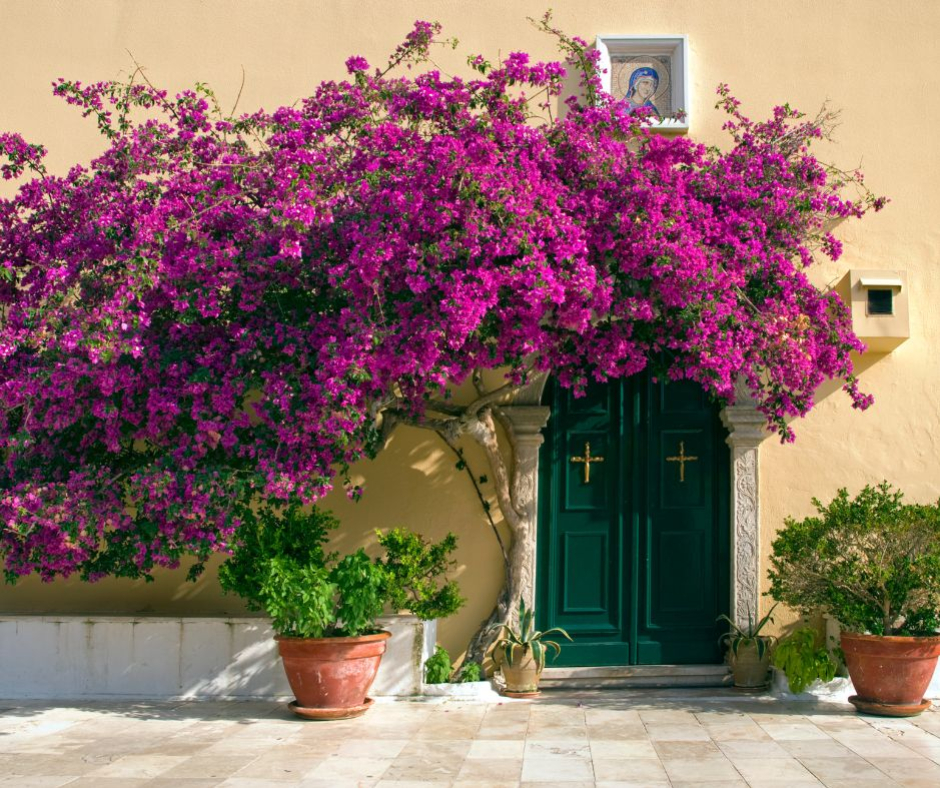 Comment Choisir Mon Bougainvillier Tijardin Producteur De Plantes Comment Choisir Mon Bougainvillier Tijardin Producteur De Plantes