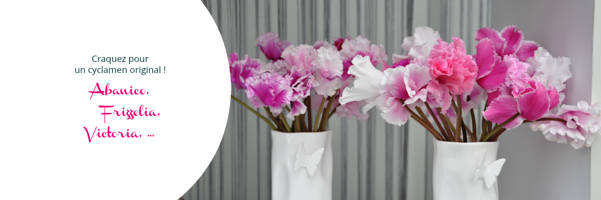 Tijardin : producteur de plantes fleuries méditerranéennes