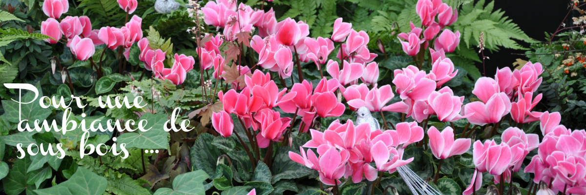 Tijardin : producteur de plantes fleuries méditerranéennes